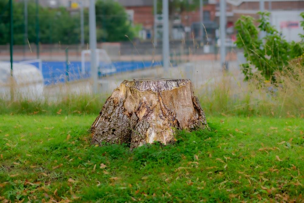 How to Remove & Throw Away Tree Stump from Backyard